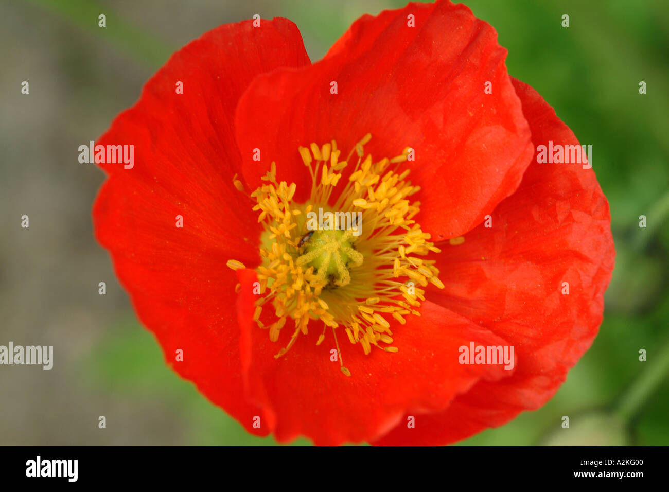 corn poppy flower Stock Photo - Alamy