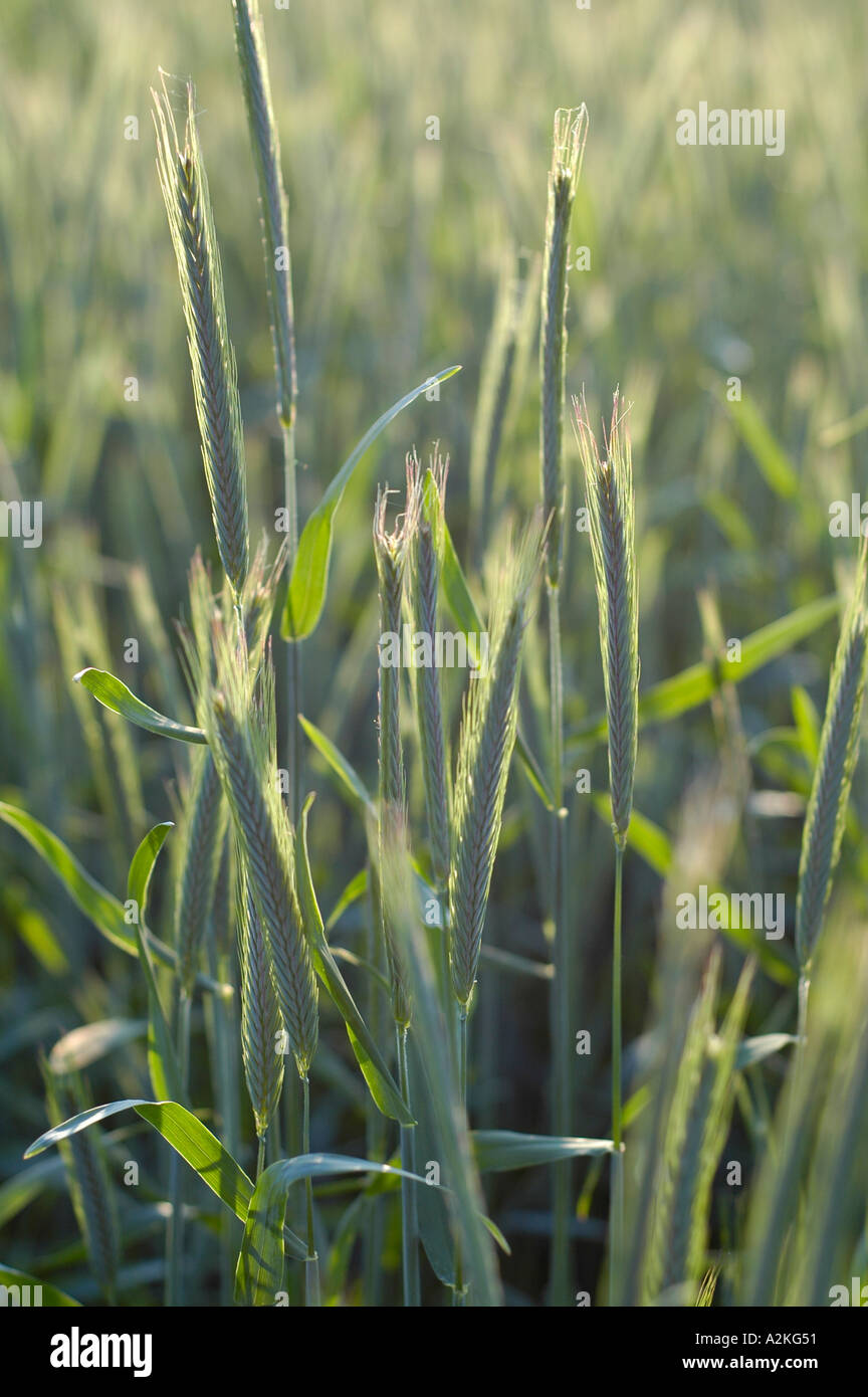 Ryefield hi-res stock photography and images - Alamy