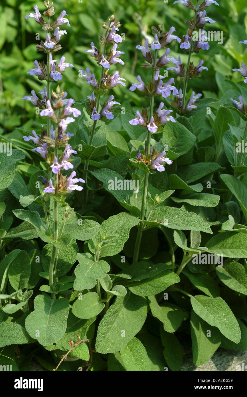 balm melissa officinalis Stock Photo - Alamy