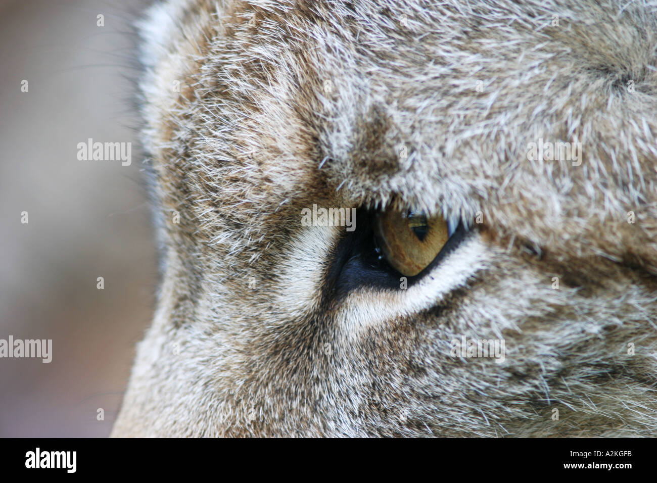 eye of a european lynx Lynx lynx captive Stock Photo - Alamy