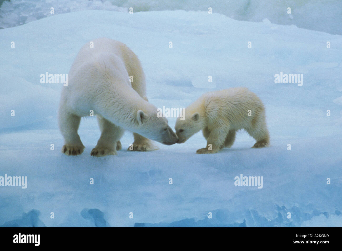 North America, Canadian Arctic. Polar bear and cub Stock Photo - Alamy