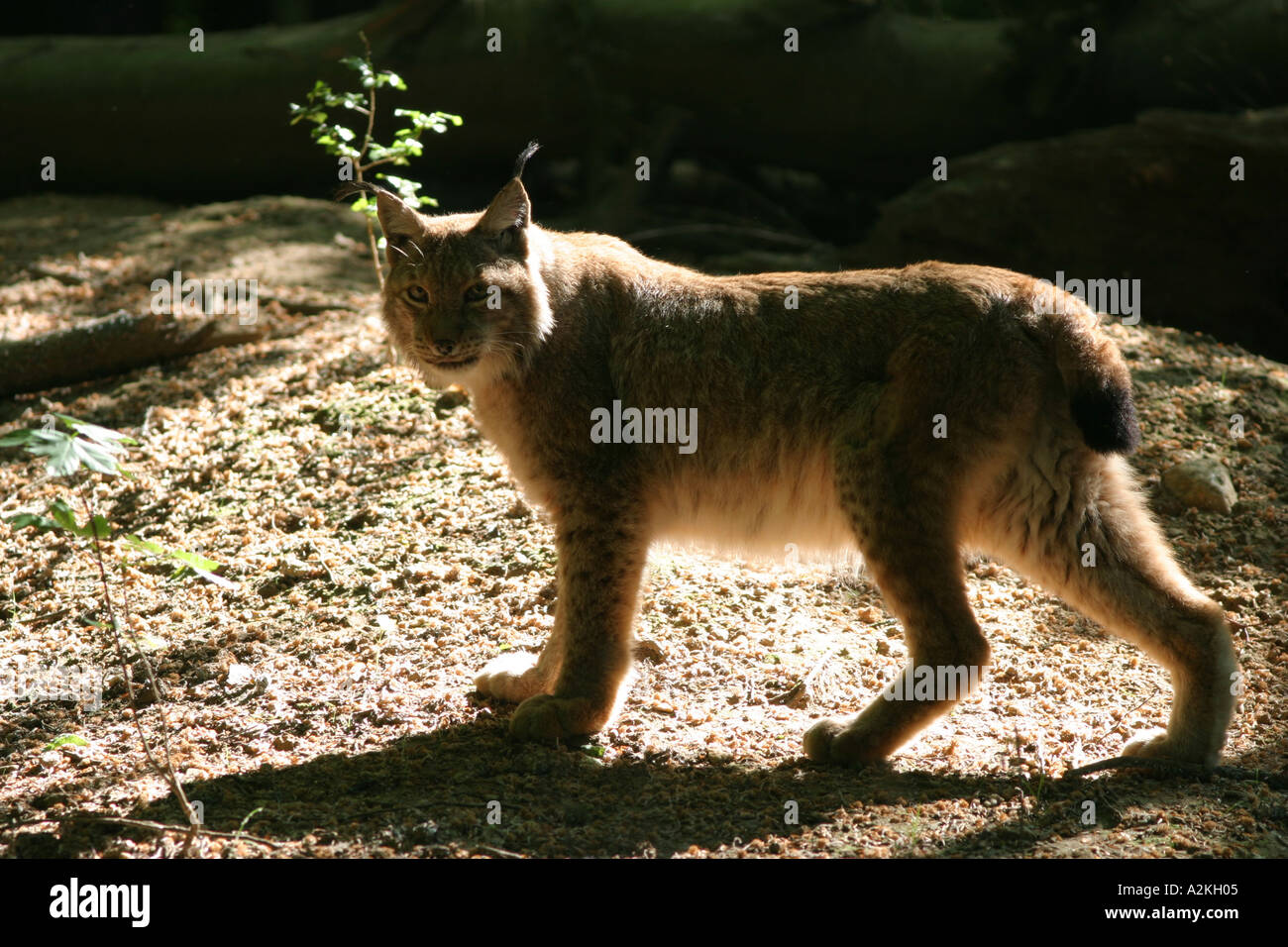 European lynx Lynx lynx in enclosure Stock Photo - Alamy