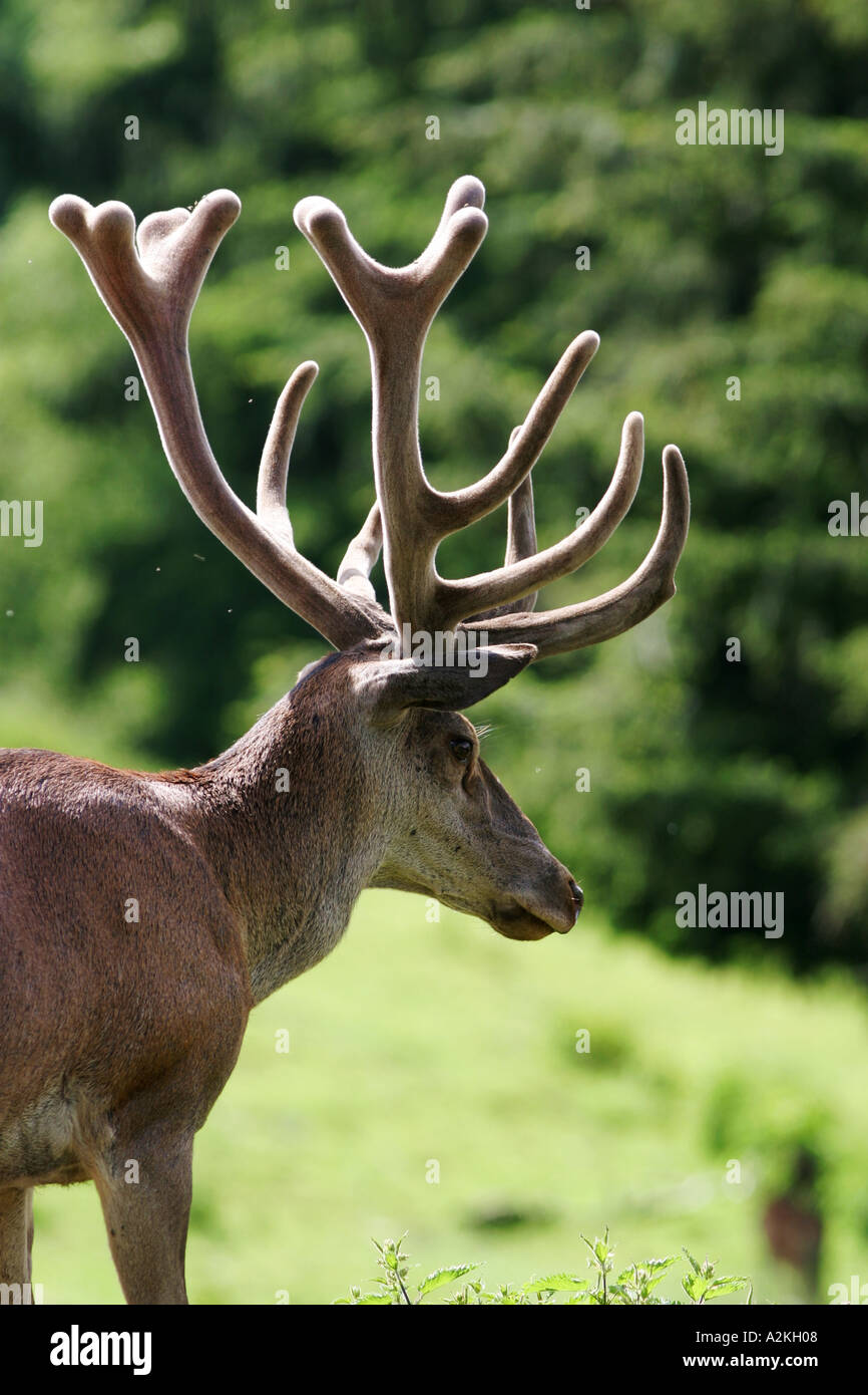 Red deer in a red deer park captive Stock Photo - Alamy
