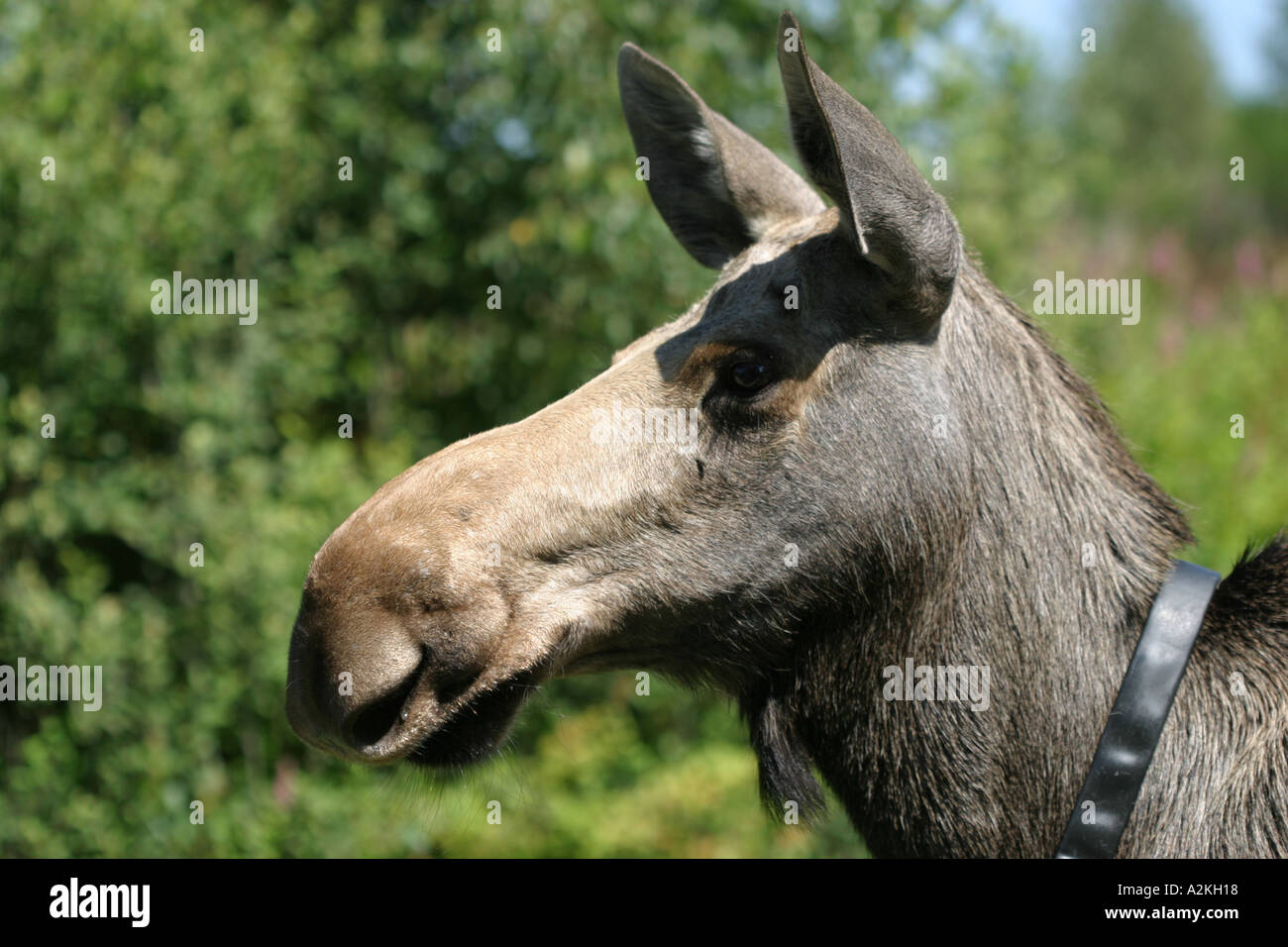 Portrait of a european elk with a sender neckband in enclose ...