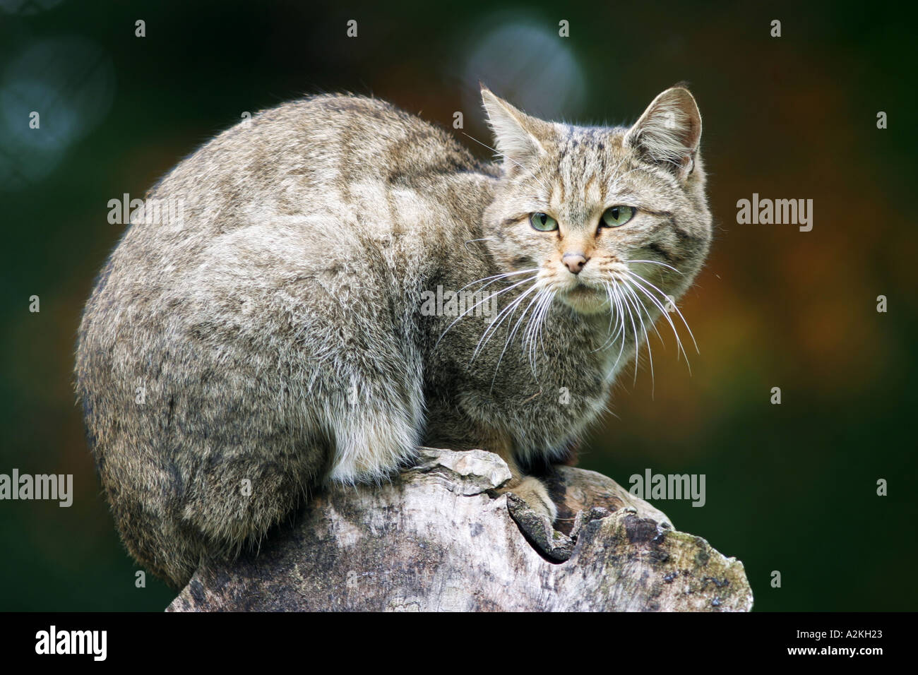 european wildcat Felis sylvestris captive Stock Photo - Alamy