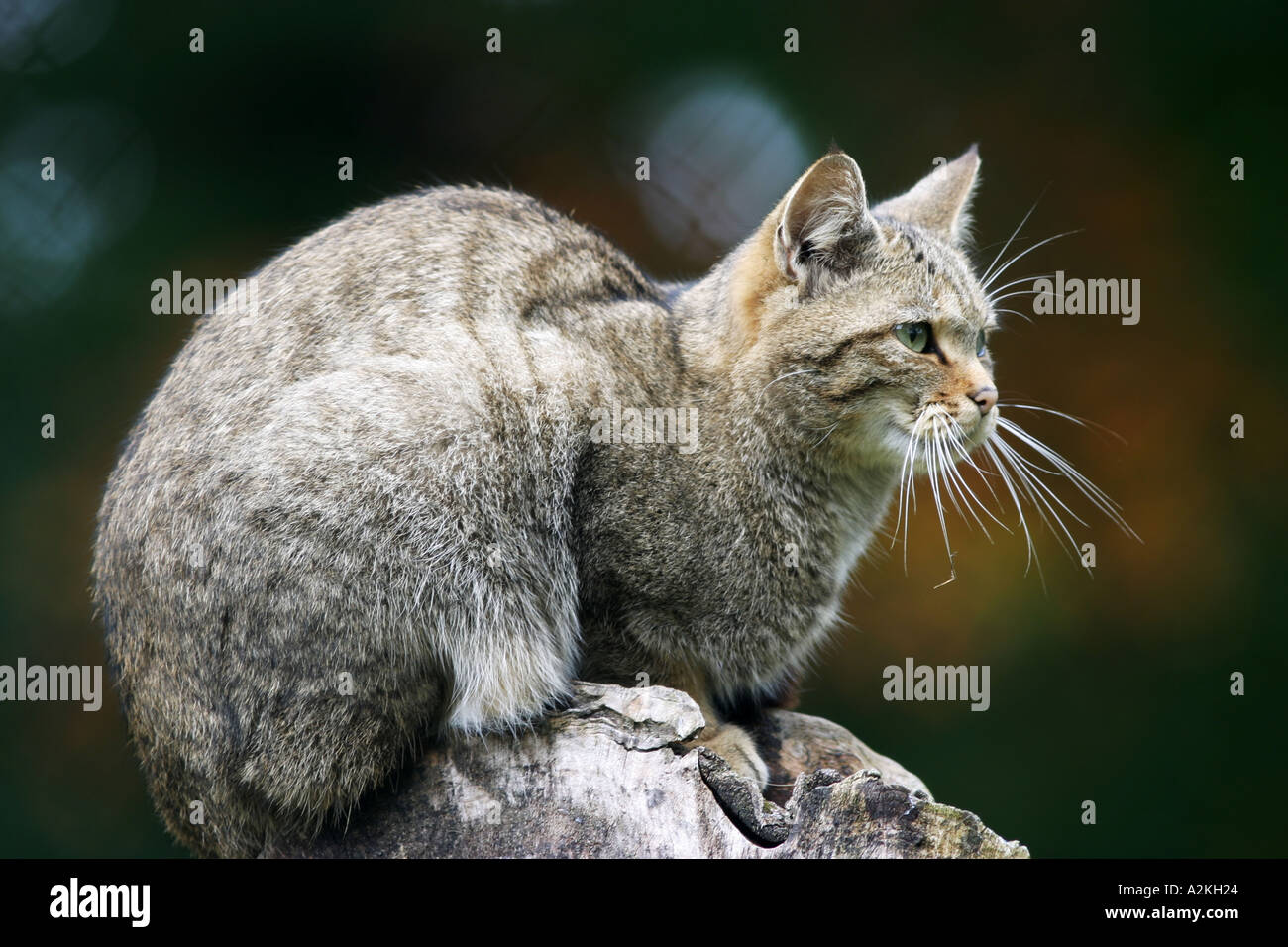 european wildcat Felis sylvestris captive Stock Photo - Alamy