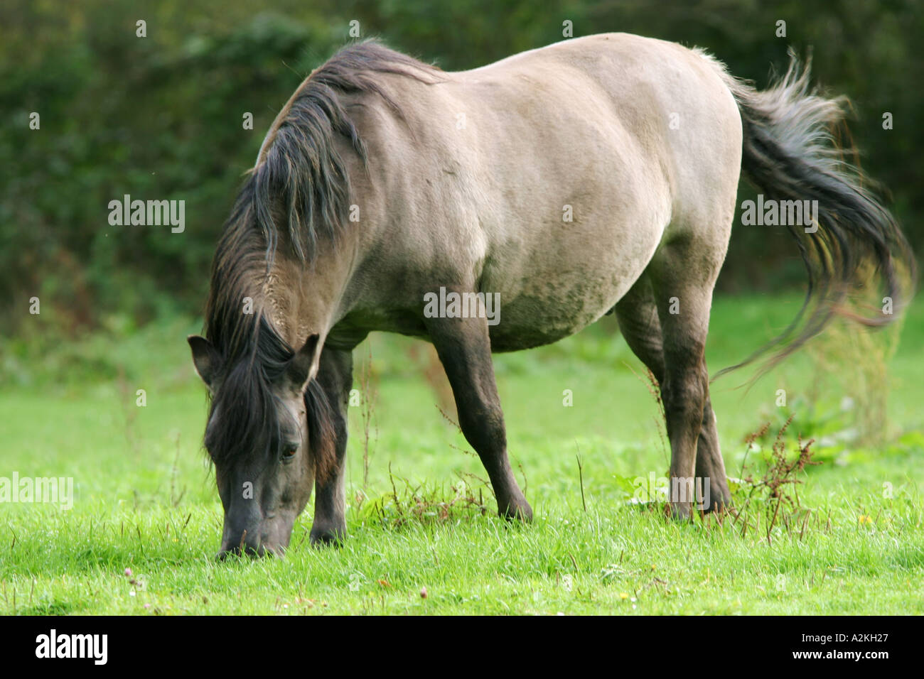 Tarpan European wild horse Stock Photo - Alamy