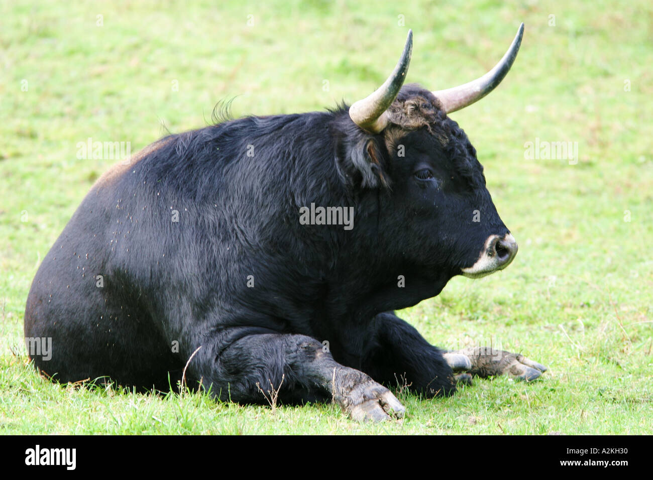 Aurochs bull Bos primigenius is resting archetype of the domestic ...