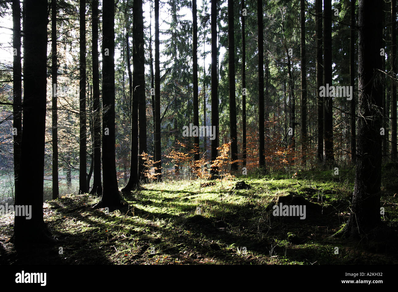 Spot light through the fir forest is lighting up a couple of joung ...