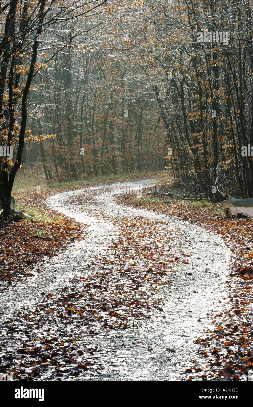 Path through an autunmale forest on a rainy day Stock Photo - Alamy