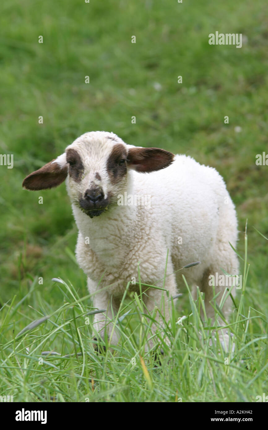 This little lamb hi-res stock photography and images - Alamy