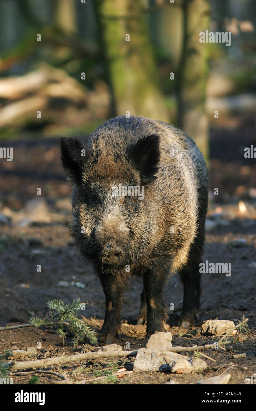 Wild boar Sus scrofa Stock Photo - Alamy