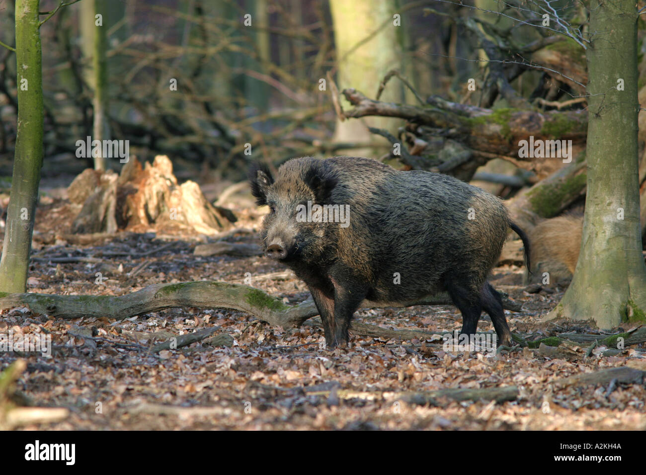 Wild boar Sus scrofa Stock Photo - Alamy