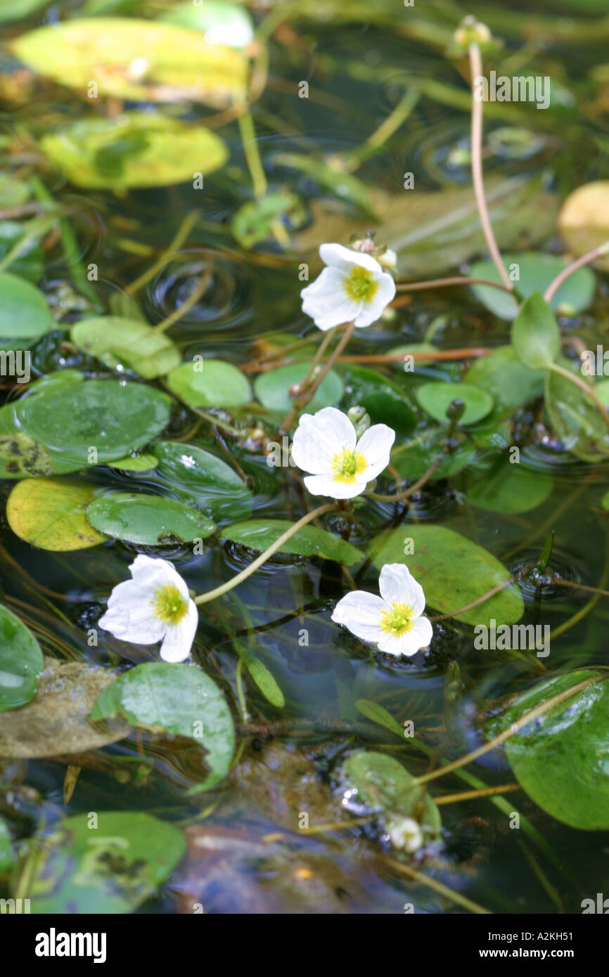 Aquatic plant Luronium natan Stock Photo - Alamy