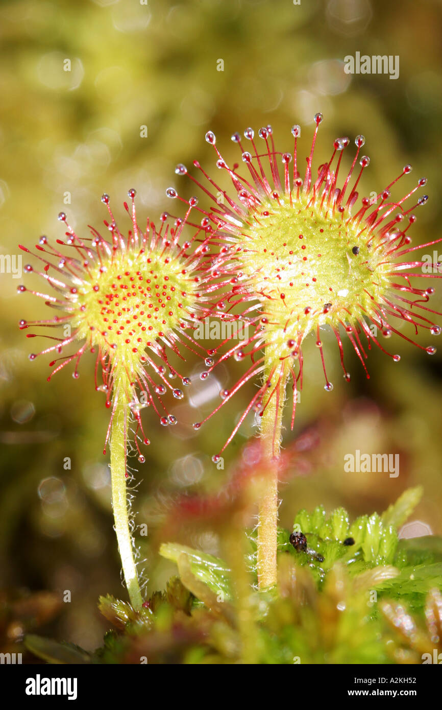 sundew Drosera rotundifolia Stock Photo - Alamy