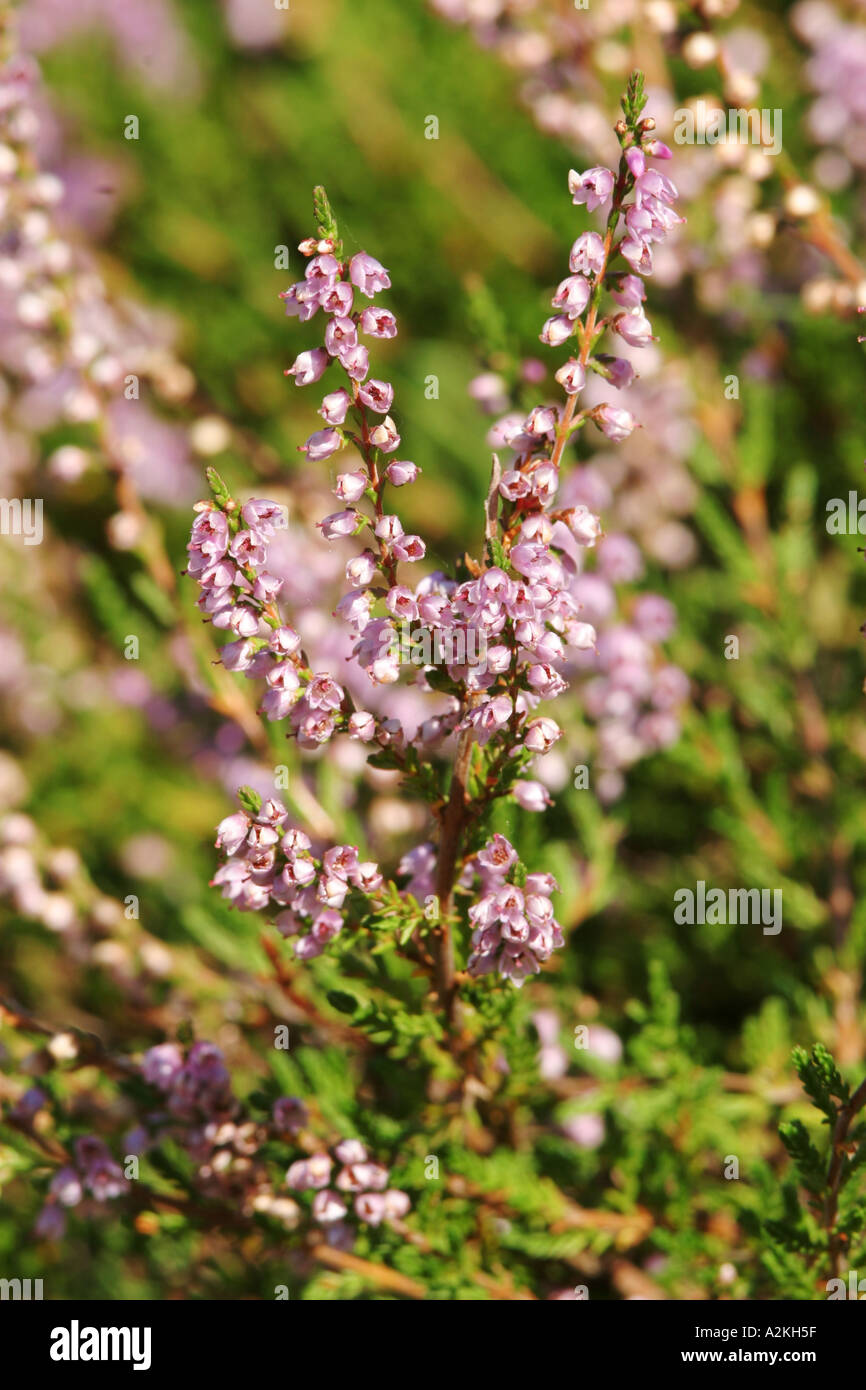 heather Calluna vulgaris Stock Photo - Alamy