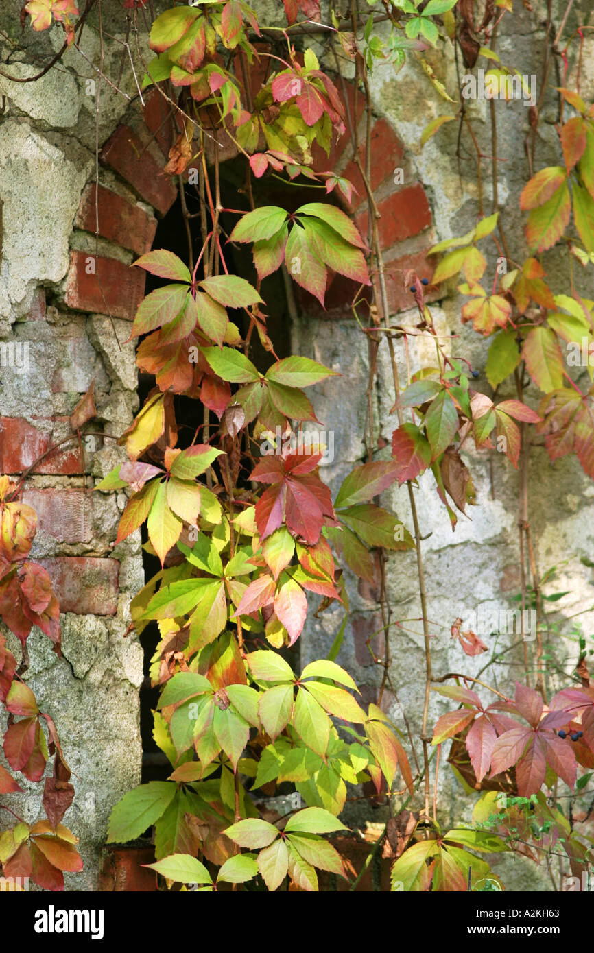 Window of an old building with autumnal colored virginia creeper Stock ...