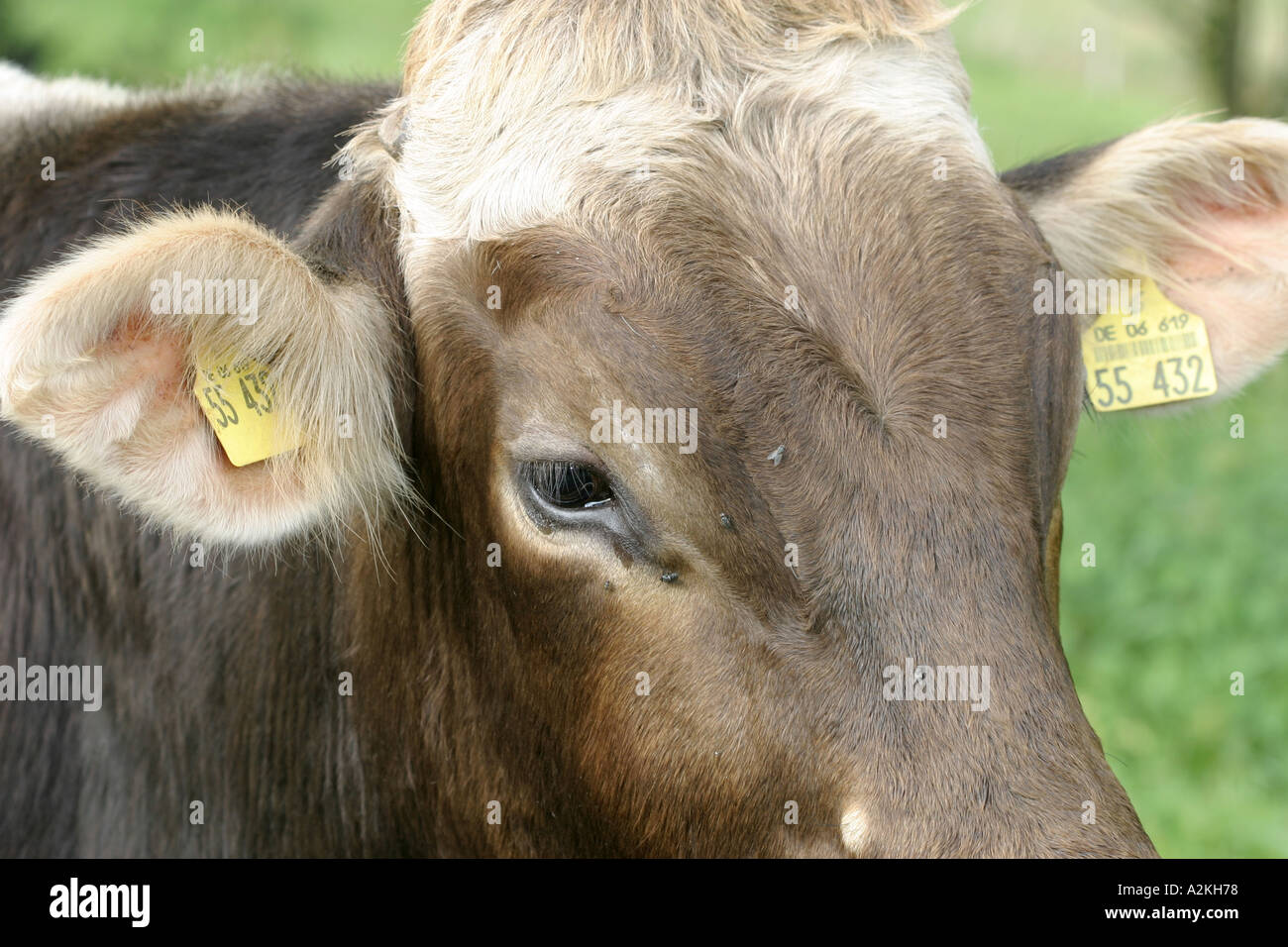 Portrait ofv a cow with ear label Stock Photo - Alamy