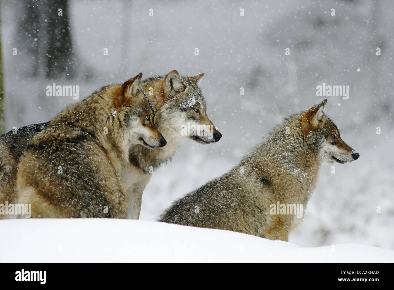 Wolfs pack hi-res stock photography and images - Alamy