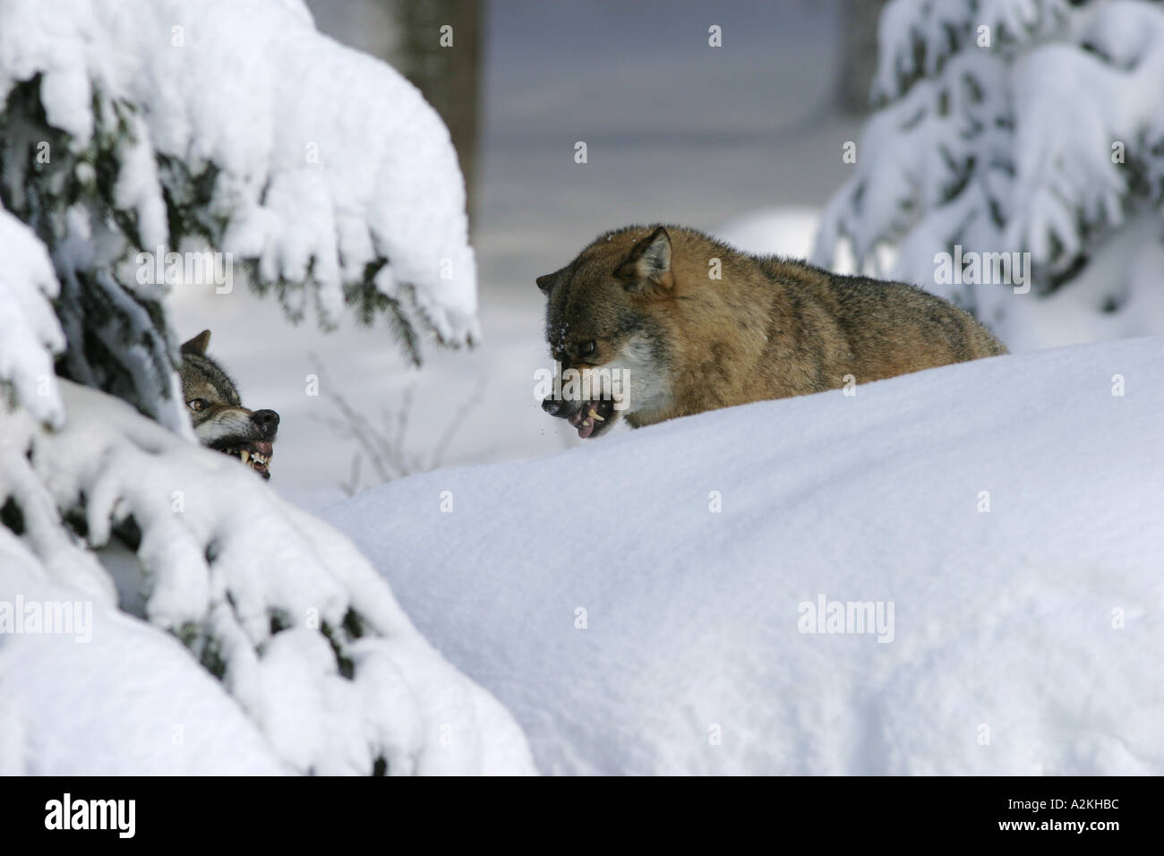 Grovelling hi-res stock photography and images - Alamy