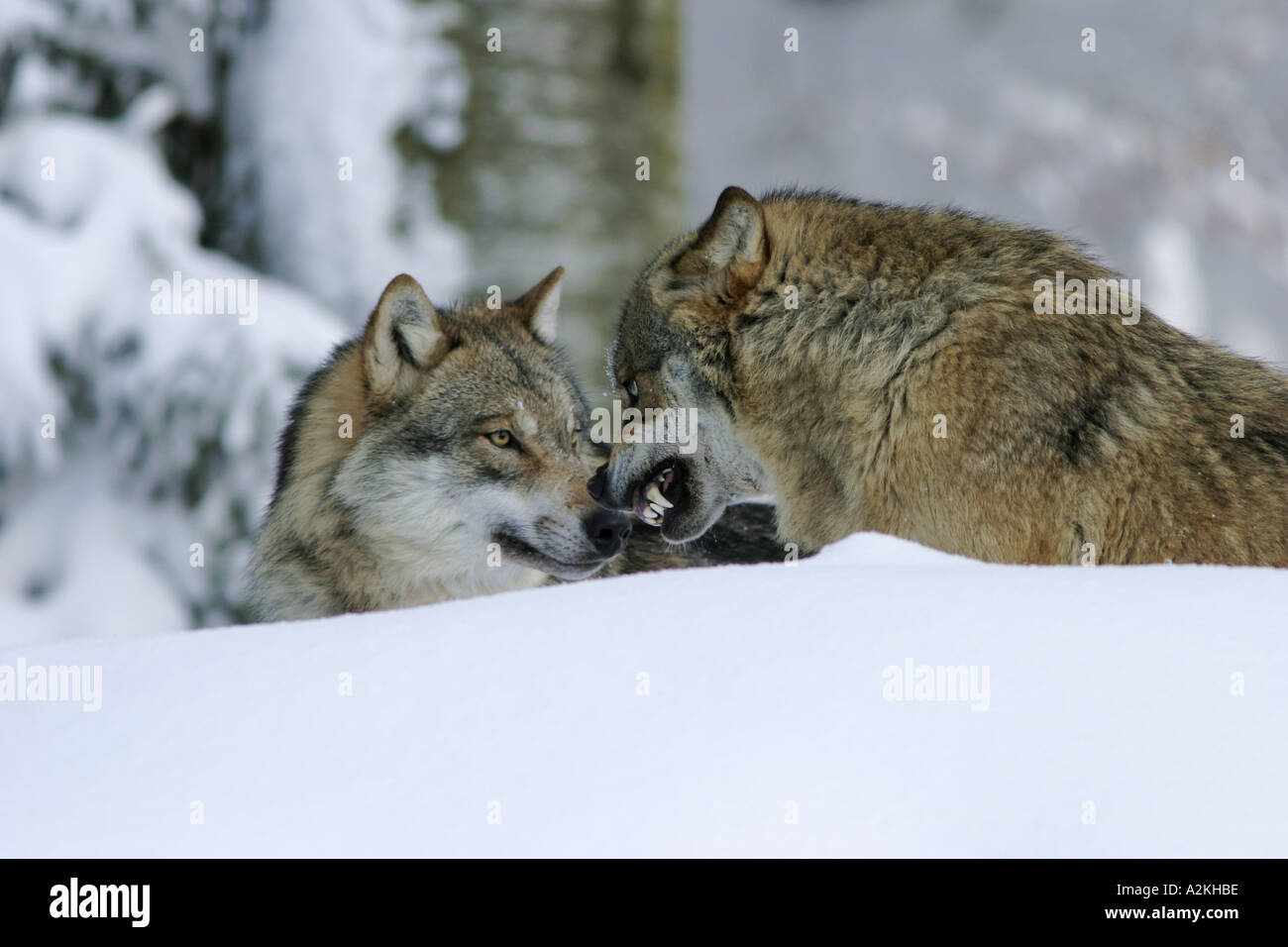 Grovelling hi-res stock photography and images - Alamy