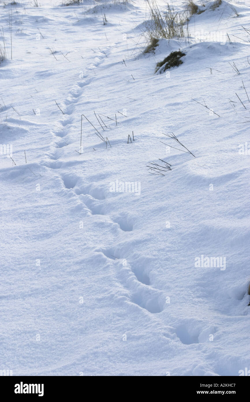 Snowy animal prints hi-res stock photography and images - Alamy