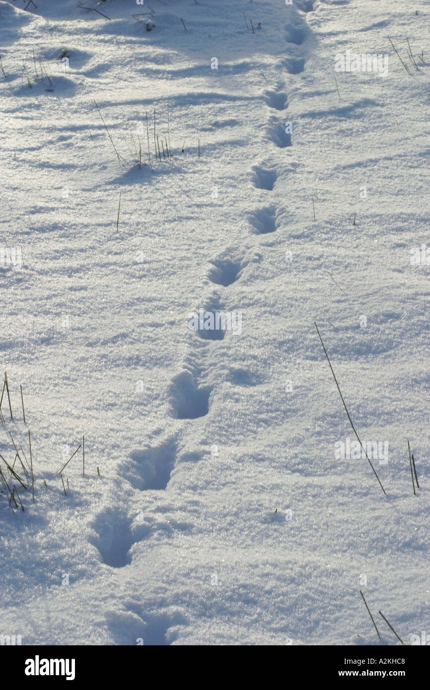 Snowy animal prints hi-res stock photography and images - Alamy