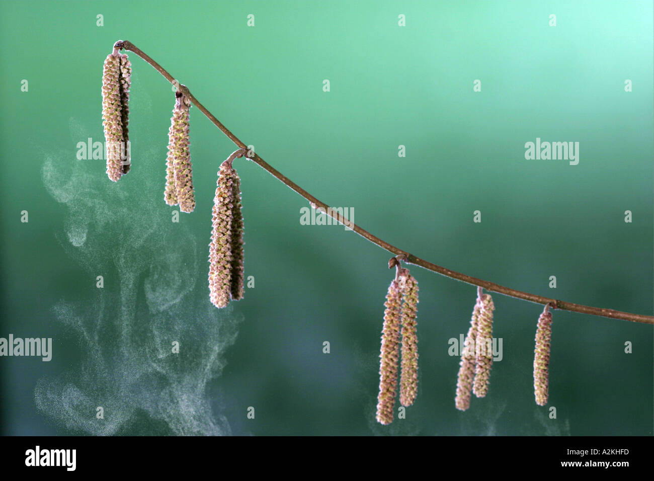 Seeds of the hazelnut tree Corylus avellana are spreading a lot of ...