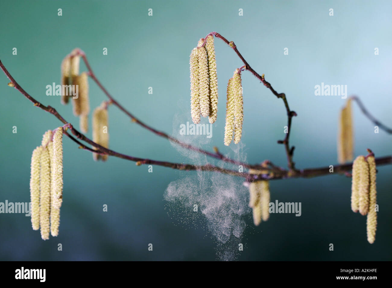 Seeds of the hazelnut tree Corylus avellana are spreading a lot of ...