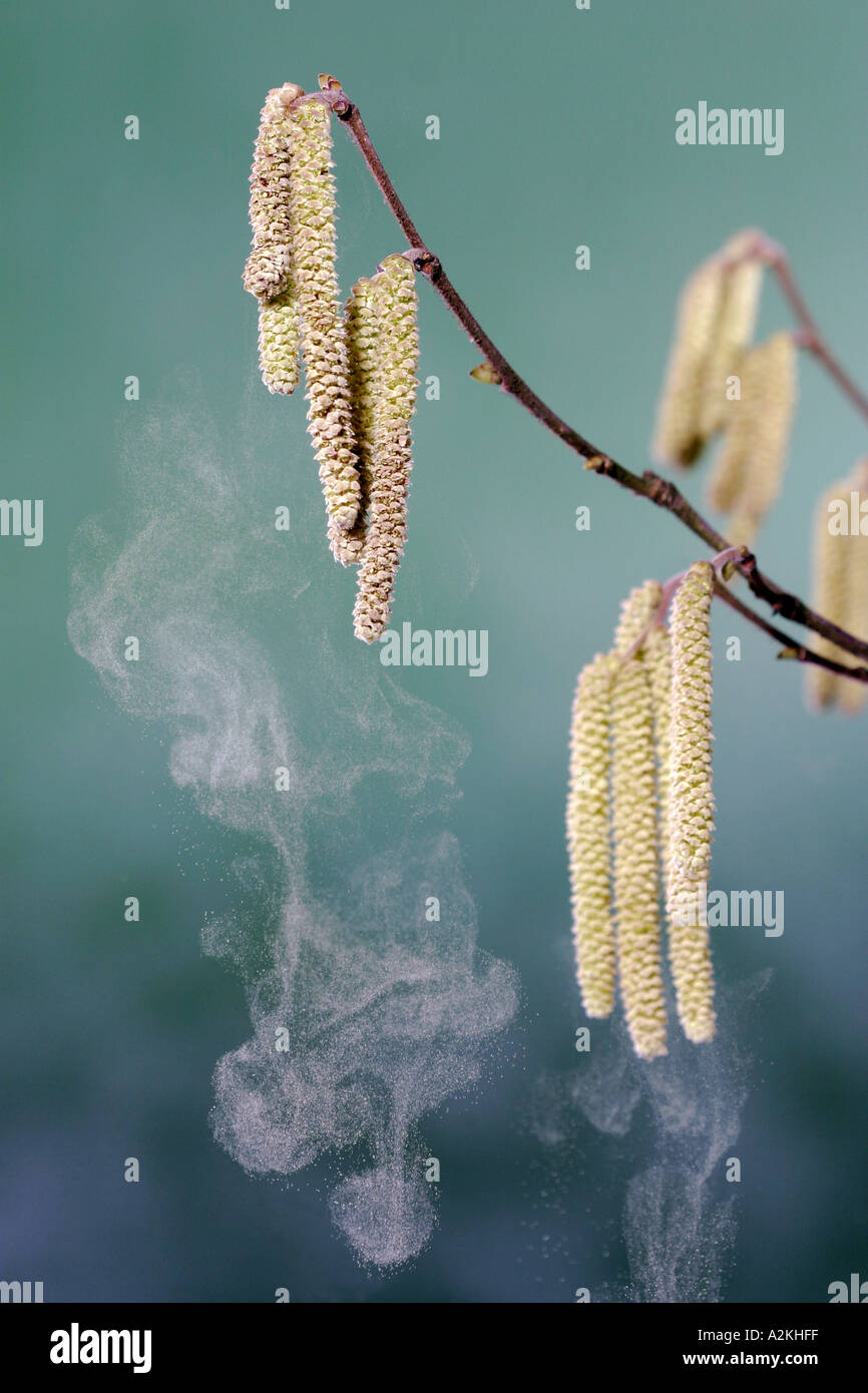 Seeds of the hazelnut tree Corylus avellana are spreading a lot of ...