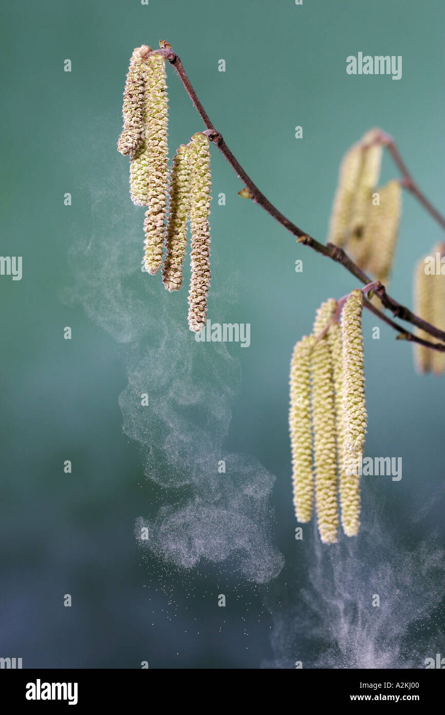 Seeds of the hazelnut tree Corylus avellana are spreading a lot of ...