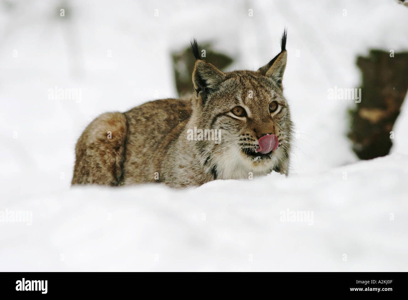 European lynx Lynx lynx in snow licking snow captive Stock Photo - Alamy