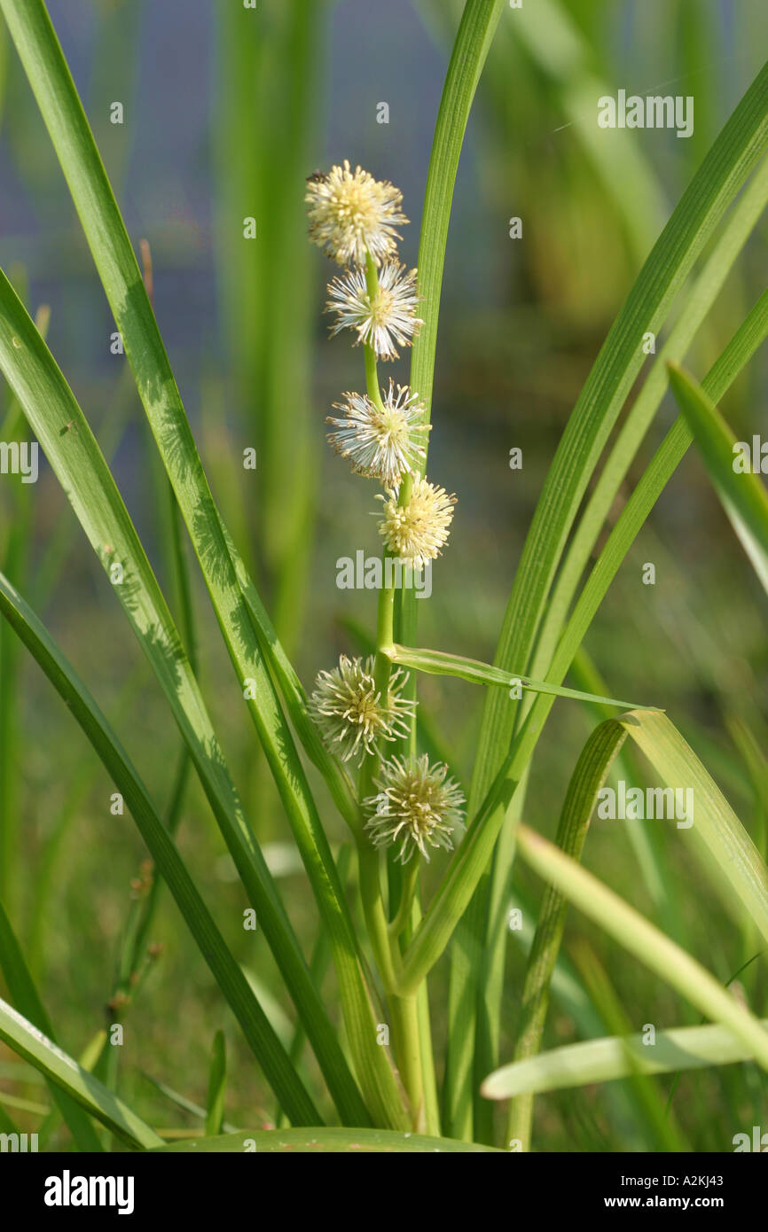 Sparganium emersum hi-res stock photography and images - Alamy