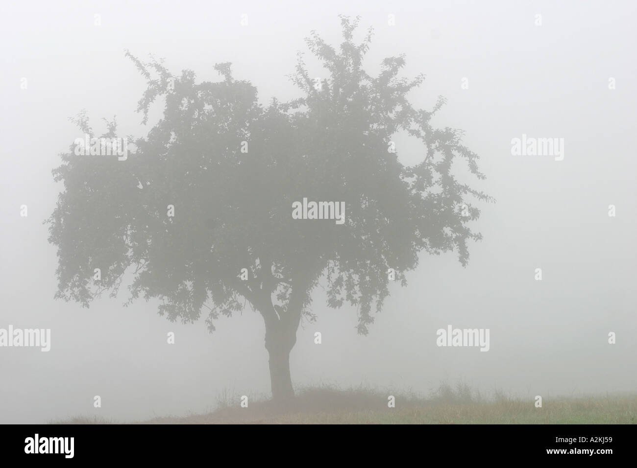 Fruit tree in the morning fog Stock Photo - Alamy