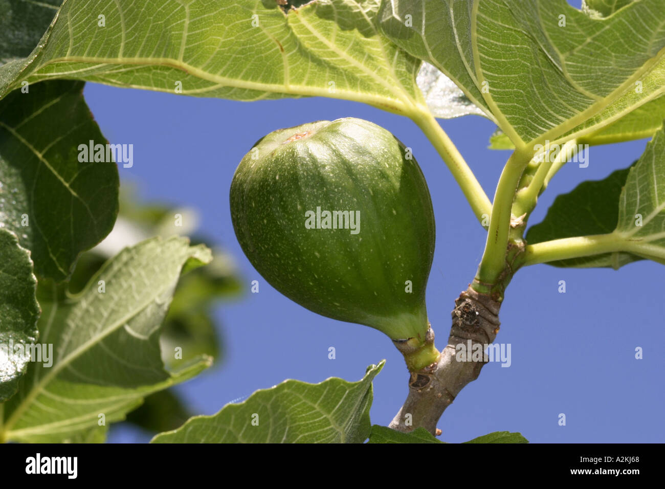 Fig on the tree hi-res stock photography and images - Alamy