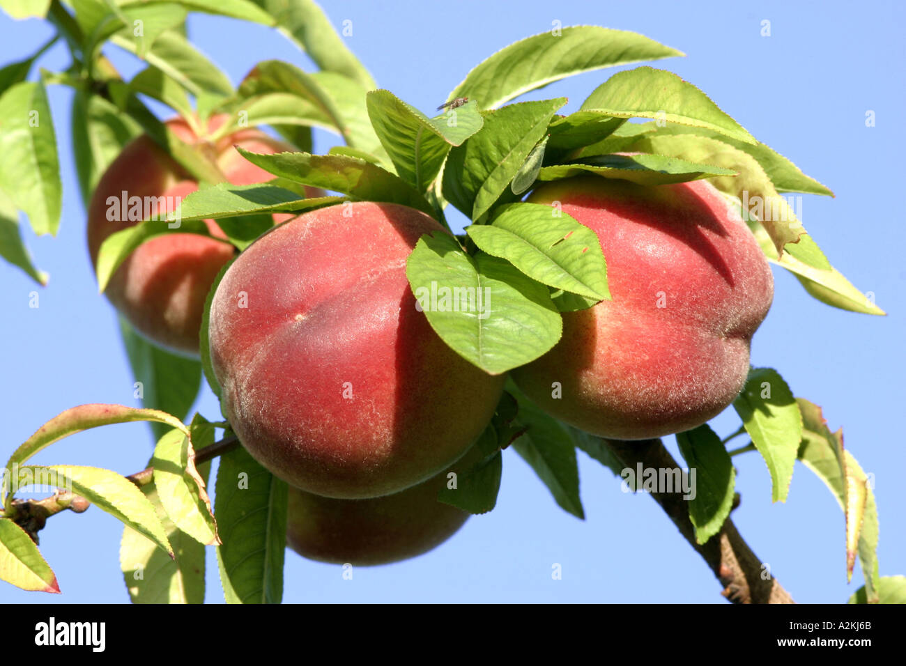 Peaches on the tree Stock Photo - Alamy