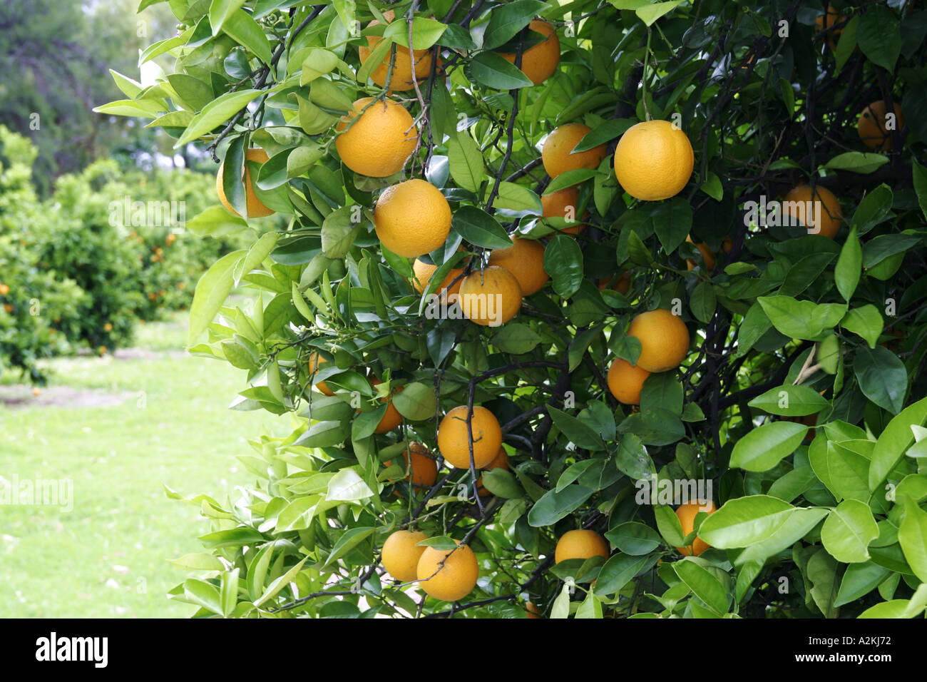 Oranges on a orange tree Stock Photo - Alamy