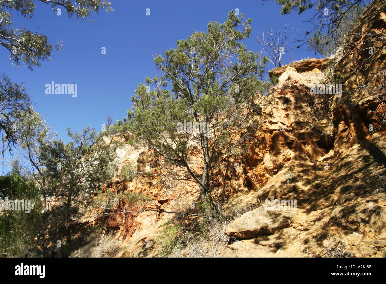 Red cliffs with Eucalyptus trees and pine trees Paringa Riverland South ...