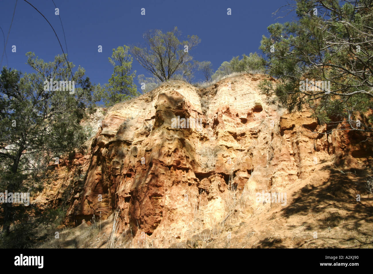 Red cliffs with Eucalyptus trees and pine trees Paringa Riverland South ...