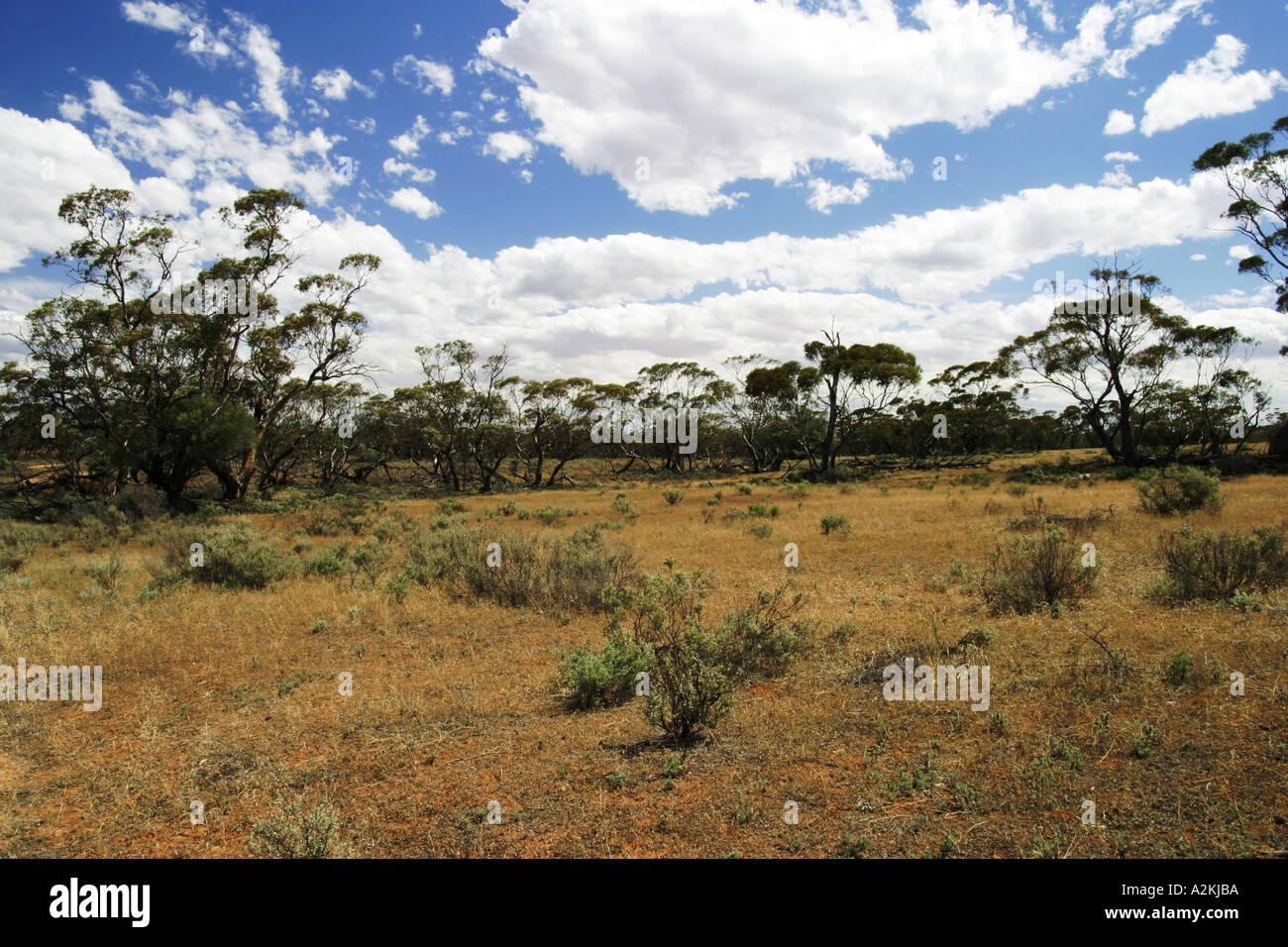 Veld with eucalyptus trees in South Australia Stock Photo - Alamy