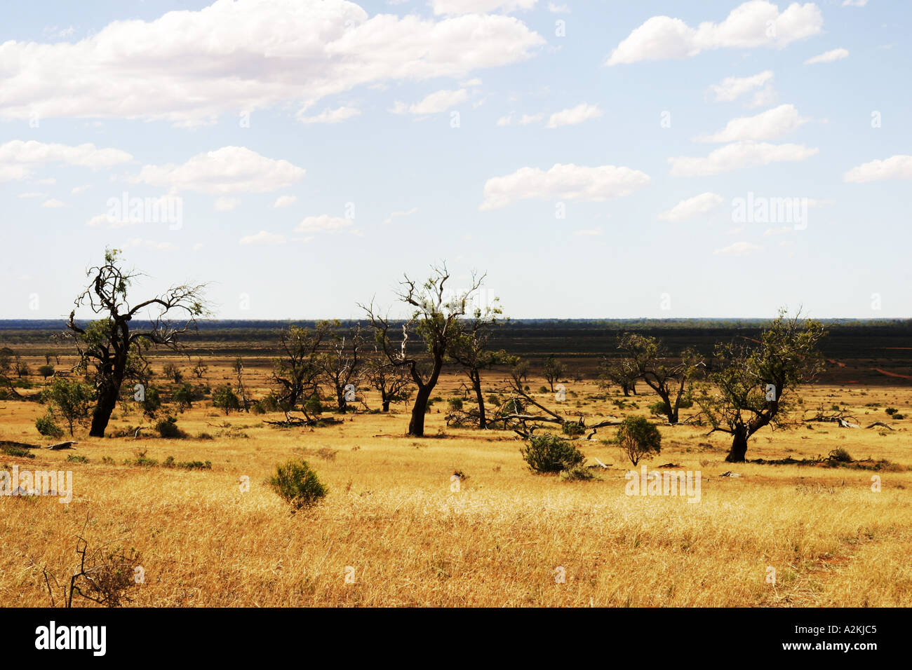 Veld in South Australia open Landscape with eucalyptus trees Stock ...