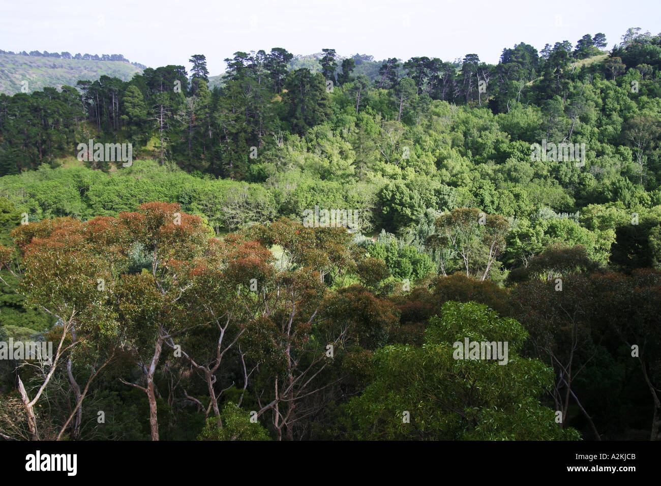 Forest area in South Australia Stock Photo - Alamy