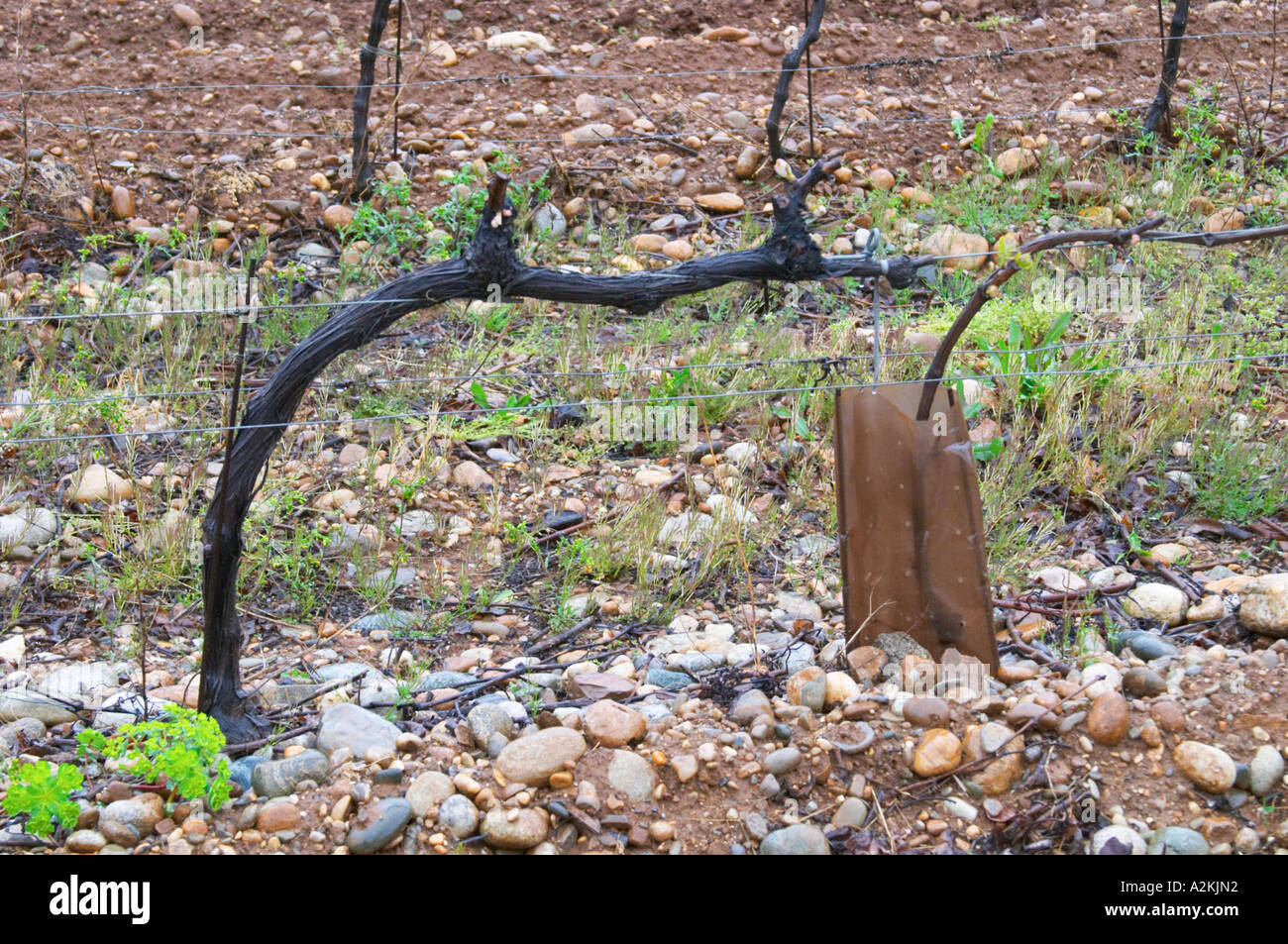 A syrah vine trained in Cordon Royat on the typical sandy pebbly soil ...
