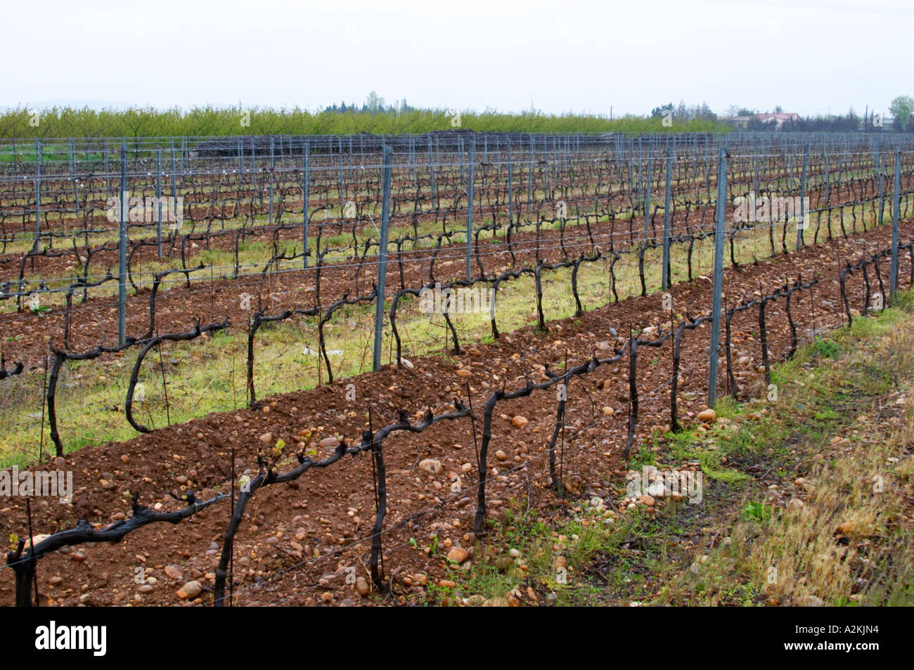 Horizontal cordon trained hi-res stock photography and images - Alamy