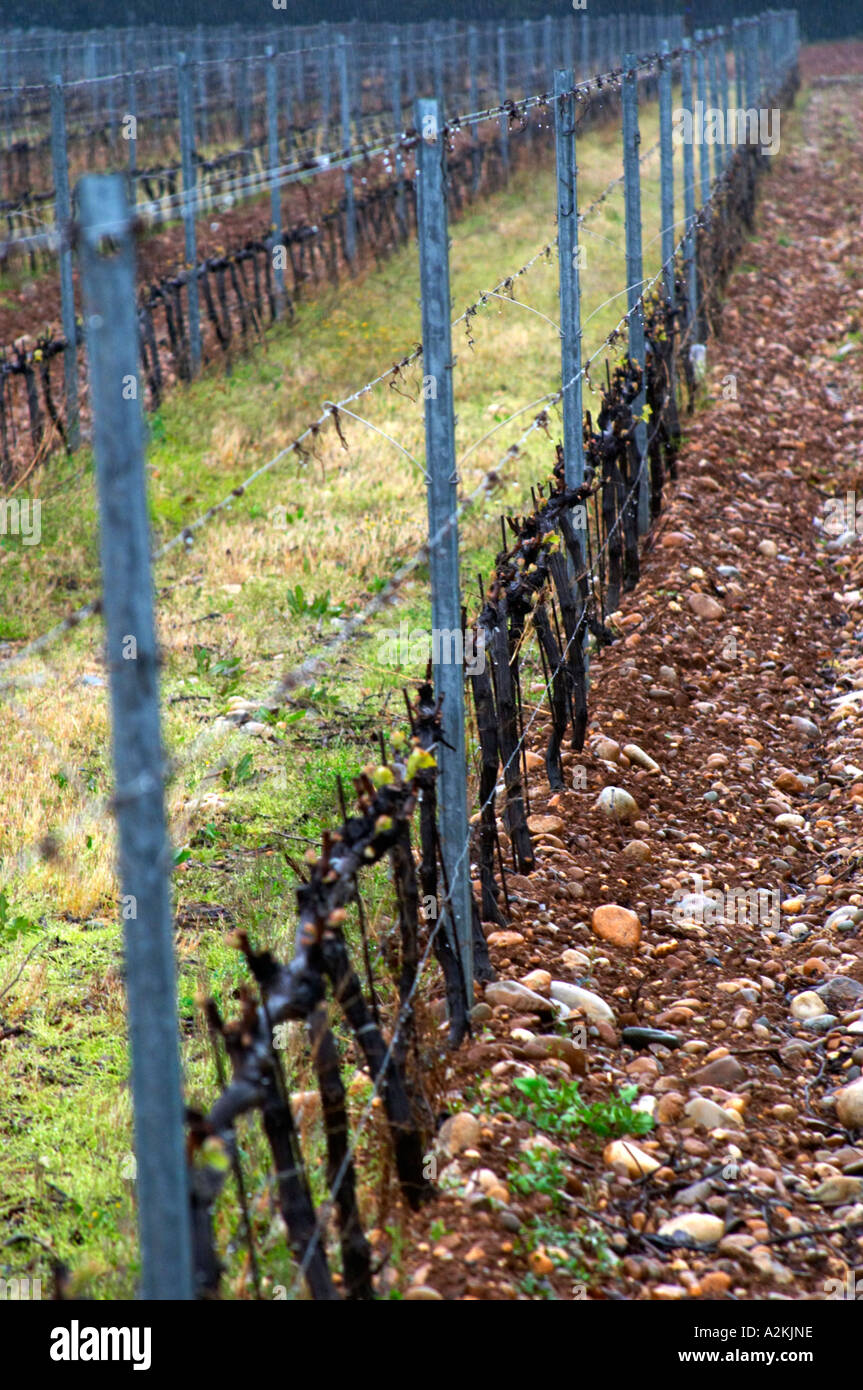syrah vines trained in Cordon Royat on the typical sandy pebbly soil in ...