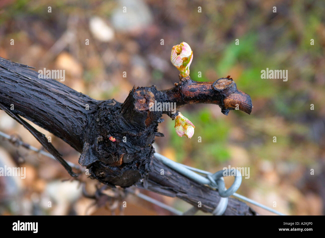 Horizontal cordon trained hi-res stock photography and images - Alamy