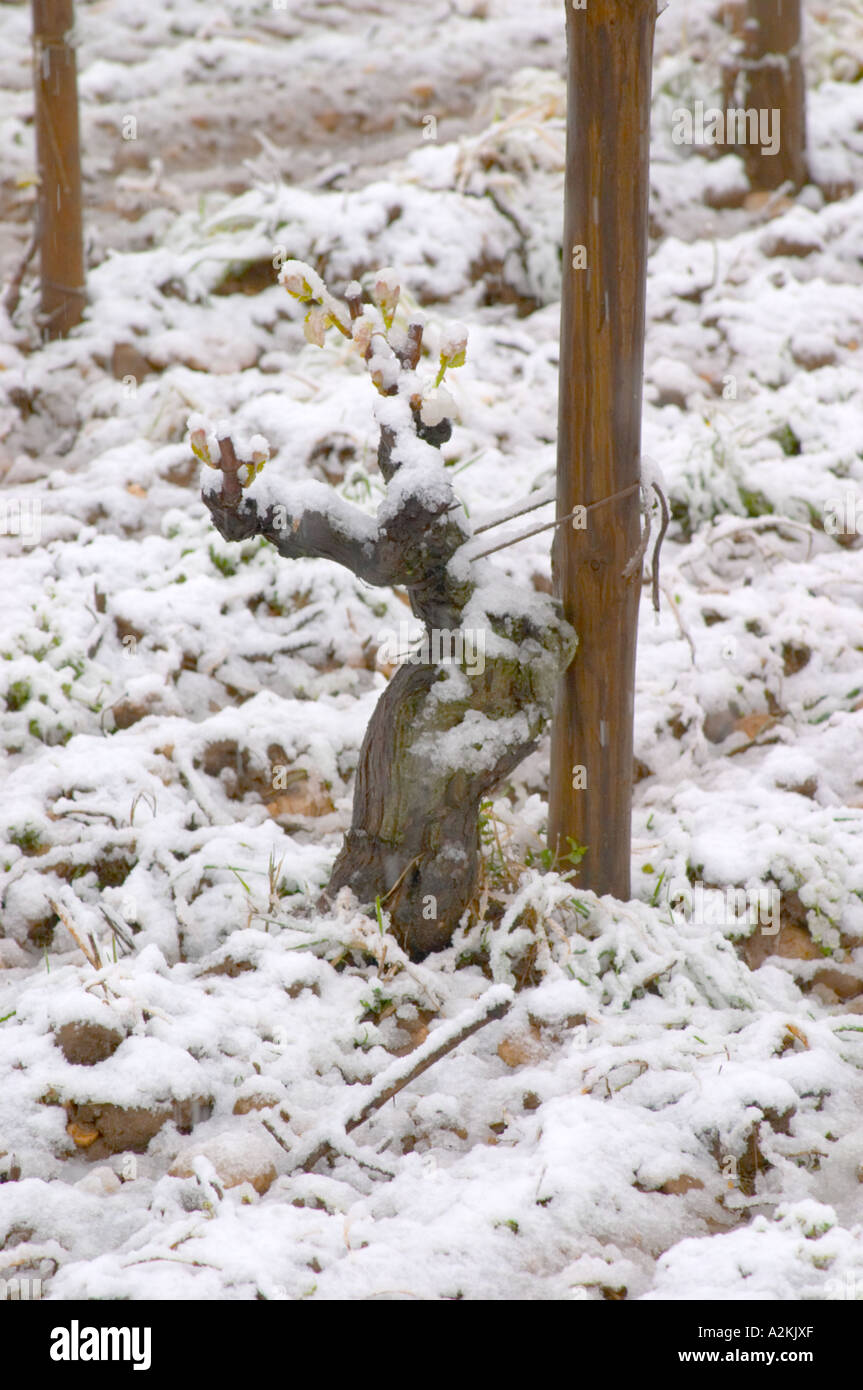 Detail of a small Syrah vine under snow in Les Greffeux in Hermitage ...