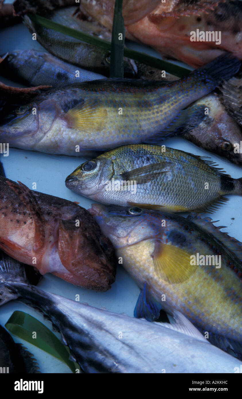 Europe, France, Marseilles, Old Port, fresh fish Stock Photo - Alamy