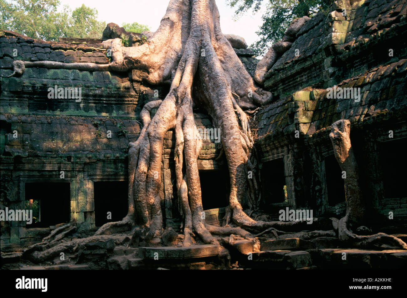 Trees overtaking Ta Prohm Temple Angkor Siem Reap Cambodia Stock Photo ...