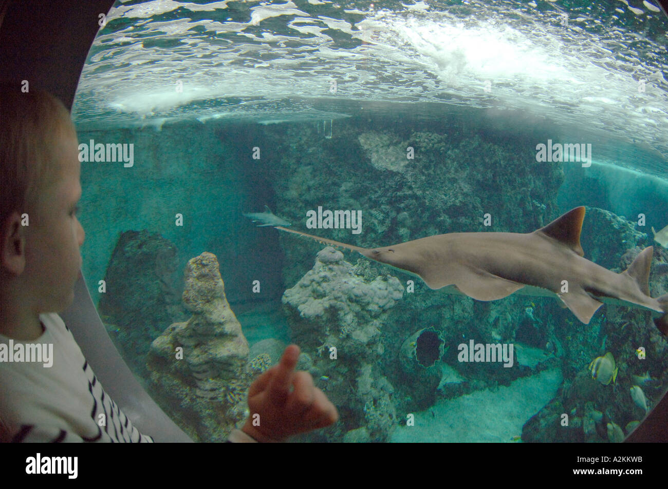Sawfish mangrove hi-res stock photography and images - Alamy